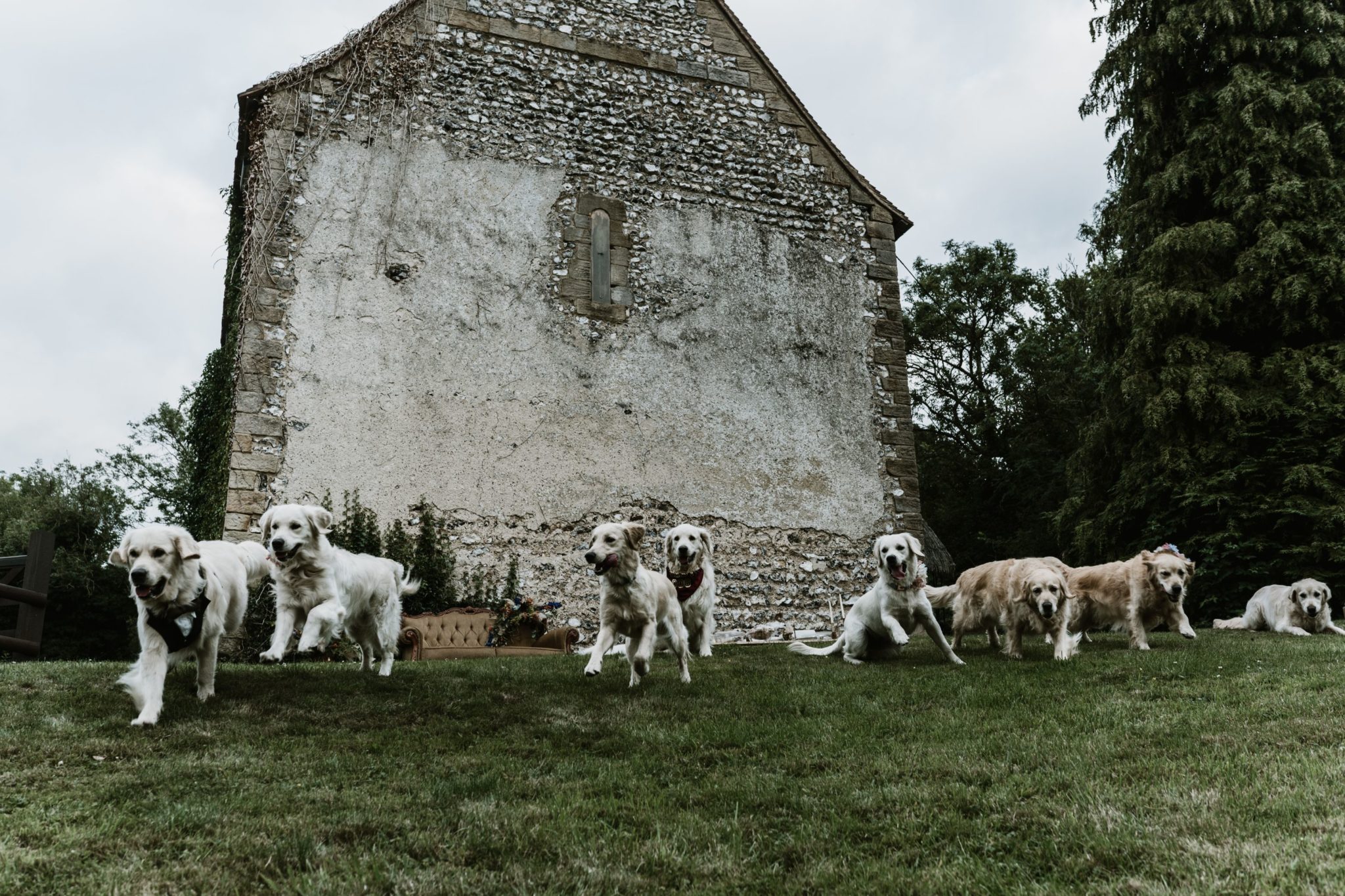 Dog Wedding With Ice Cream Reception at The Lost Village of Dode