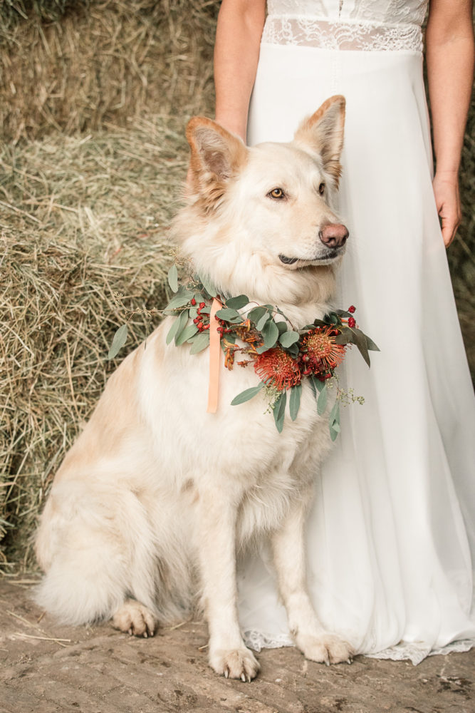 Our Favourite Ideas For Having Animals And Pets At Weddings